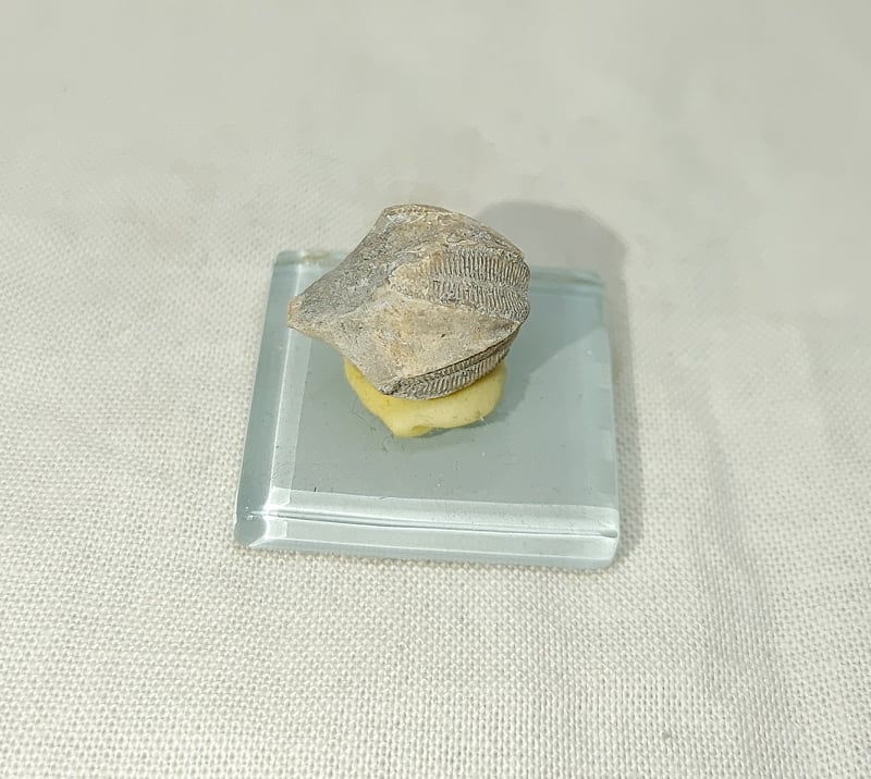 Blastoid Fossils for Sale | Fossils for Sale