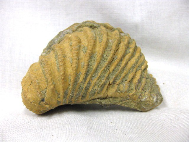 Bivalve Fossils for Sale (prehistoricfossils.com)