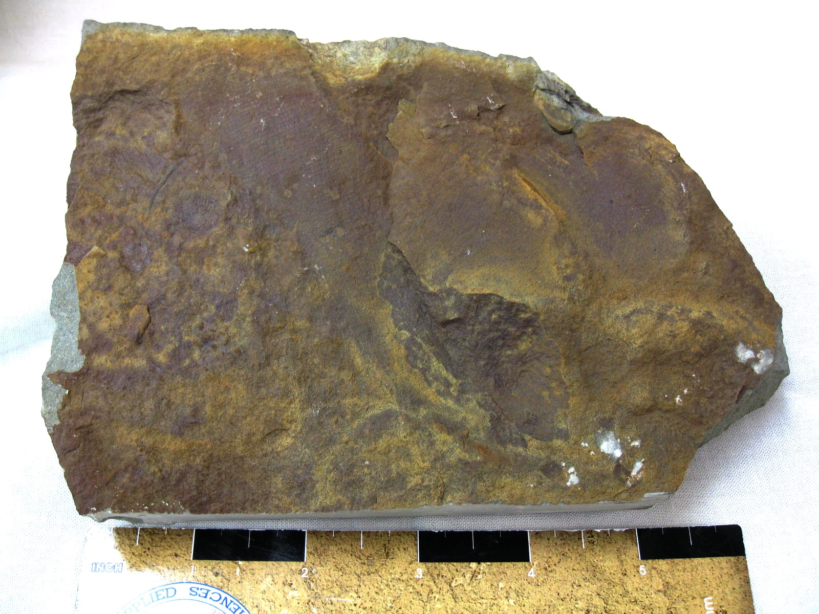 Fossil Sponges for Sale | Fossils for Sale