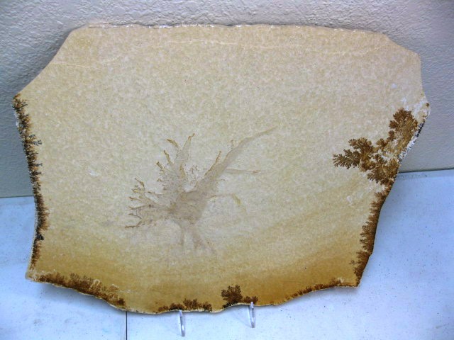 Fossil Sponges for Sale | Fossils for Sale