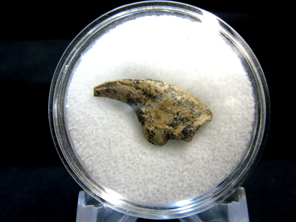 Fossil Synapsids for Sale | Fossils for Sale