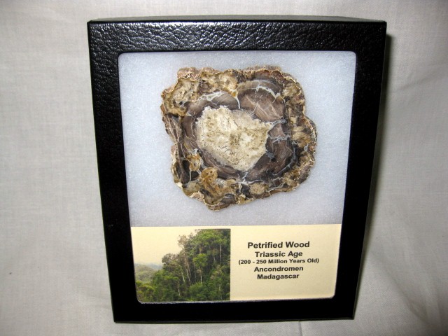 Petrified Wood for Sale | Fossils for Sale
