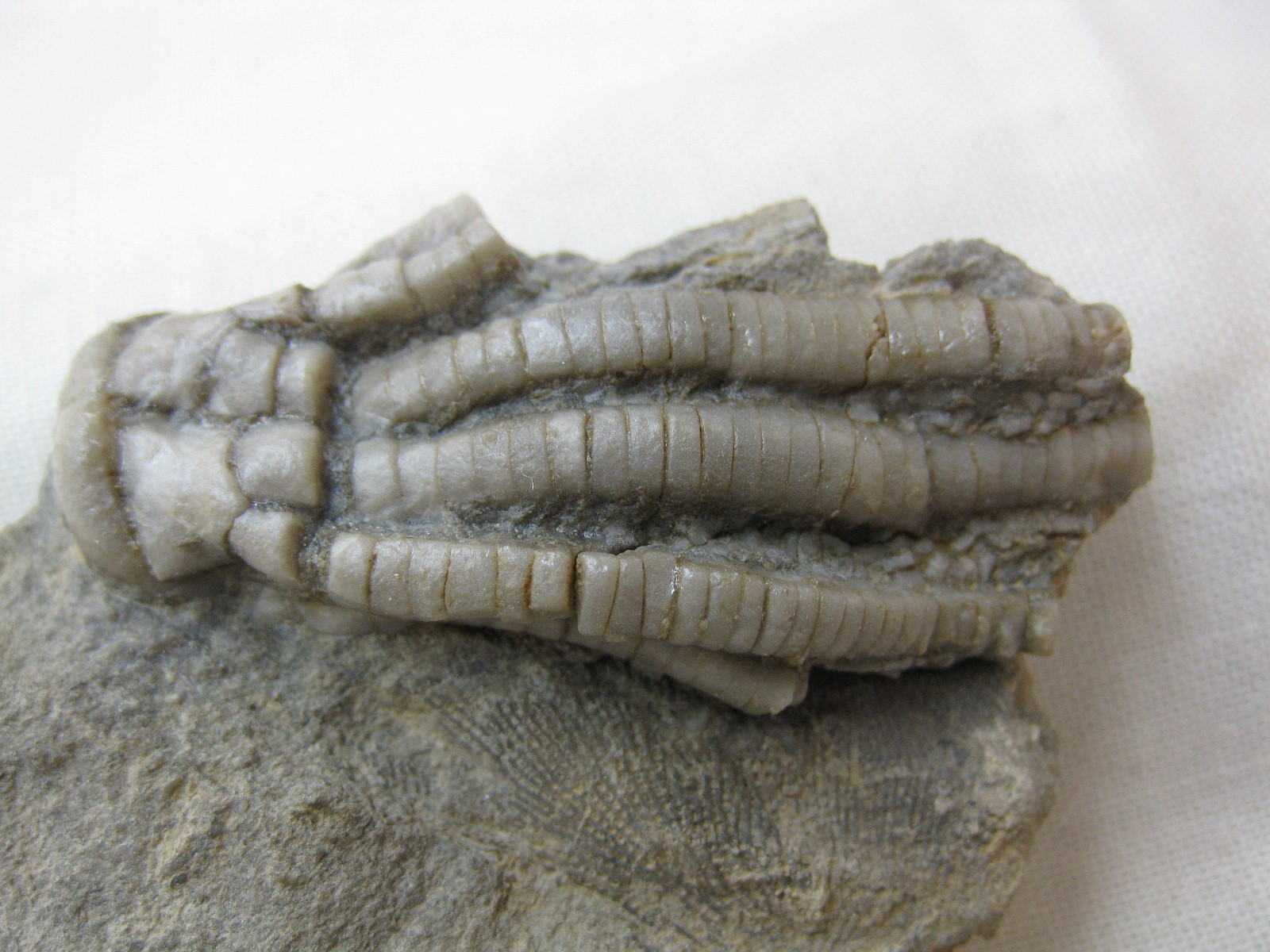 Alabama Crinoid Plate #2 | Fossils for Sale