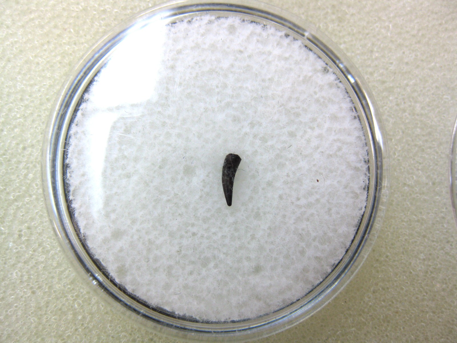 “Apachesaurus” Amphibian Tooth #20 | Fossils for Sale