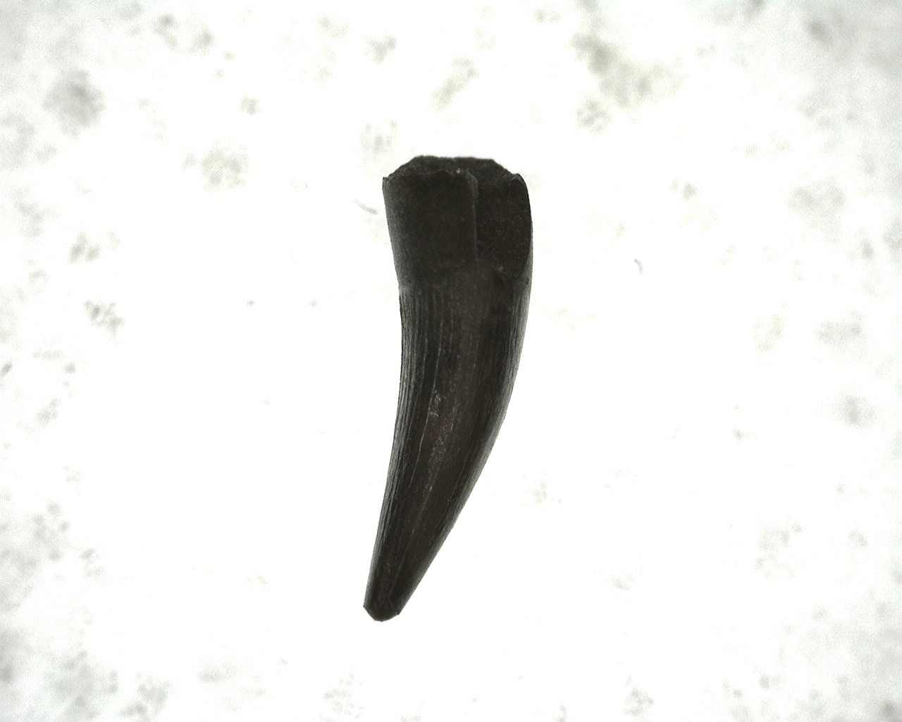 “Apachesaurus” Amphibian Tooth #20 | Fossils for Sale