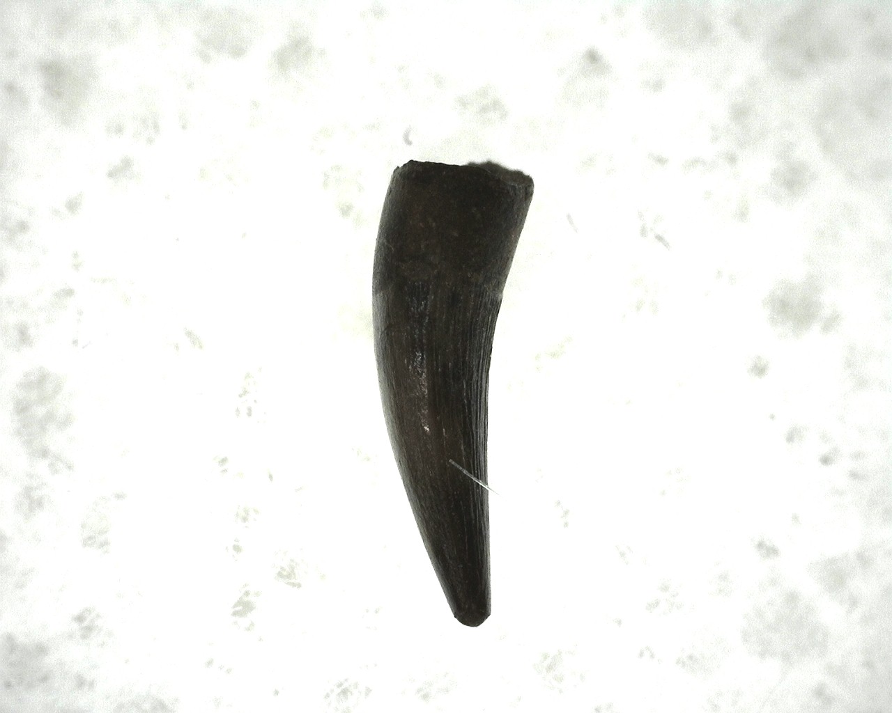 “Apachesaurus” Amphibian Tooth #20 | Fossils for Sale
