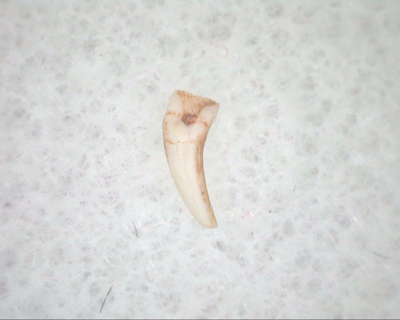 “Apachesaurus” Amphibian Tooth #27 | Fossils for Sale