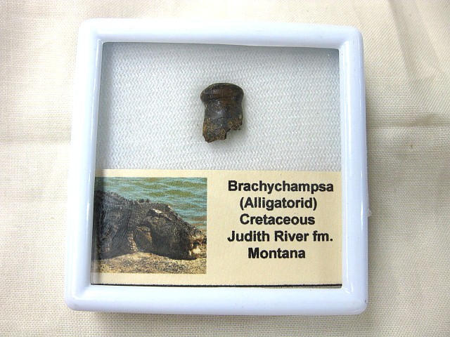 Brachychampsa Tooth #3 | Fossils for Sale