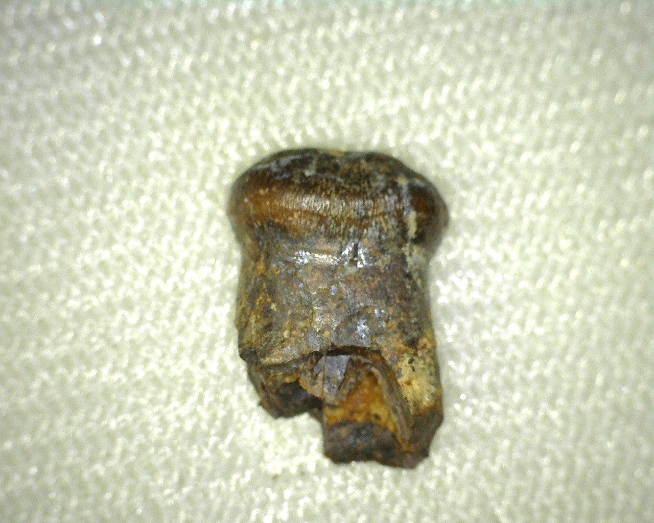 Brachychampsa Tooth #3 | Fossils for Sale