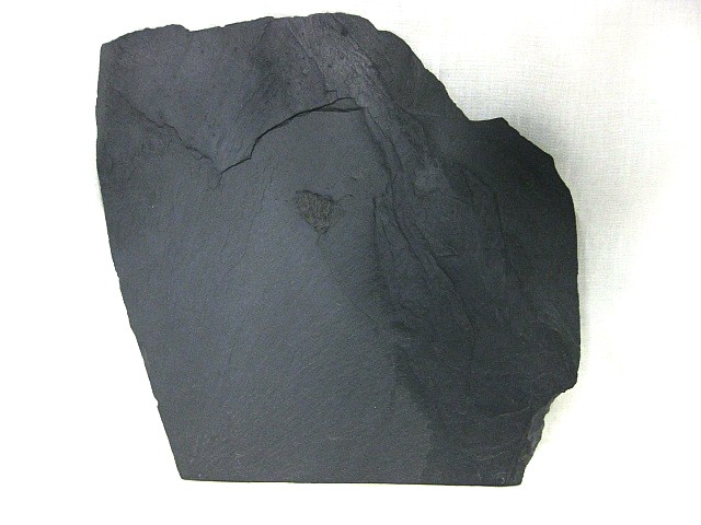 Bundenbach Hunsruck Slate Furcaster #2 | Fossils for Sale
