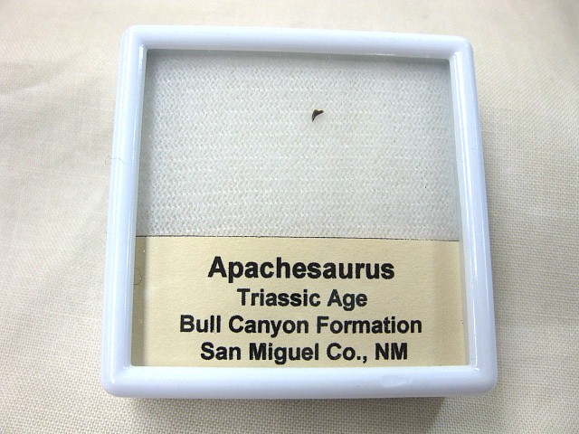 Cacops Amphibian Jaw #11 | Fossils for Sale