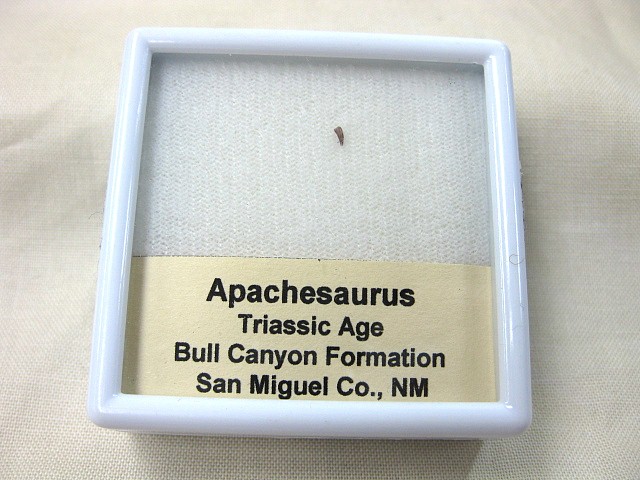 Cacops Amphibian Tooth #3 | Fossils for Sale