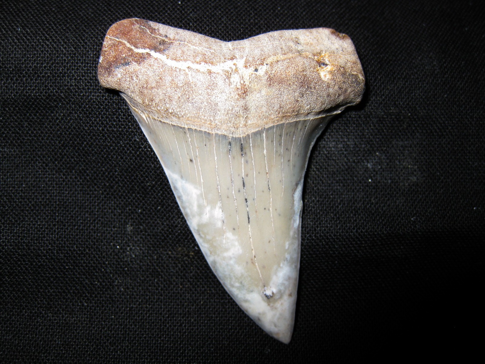 Carcharocles Hastalis Shark Tooth #3 | Fossils for Sale