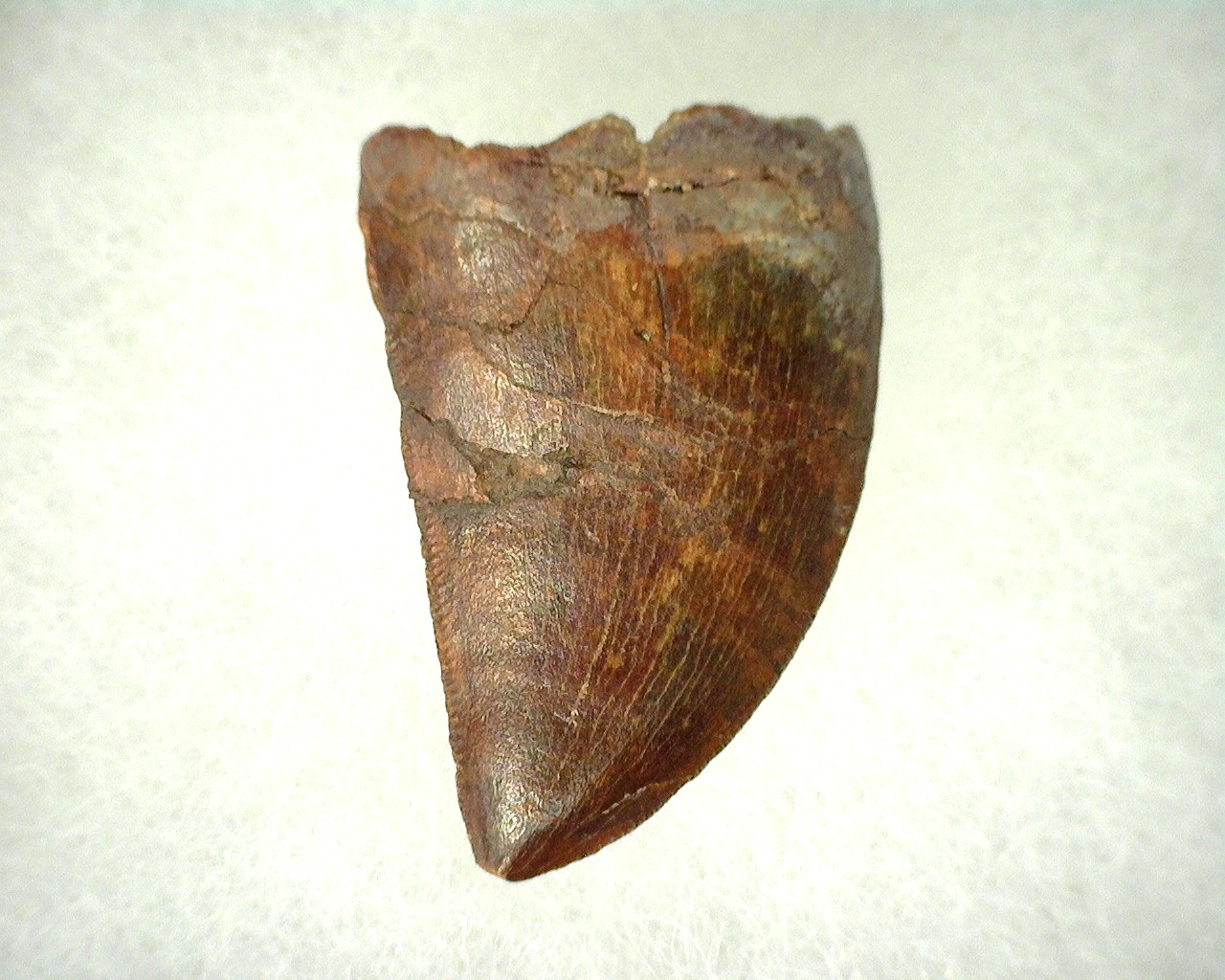 Carcharodontosaurus Dinosaur Tooth #47 | Fossils for Sale