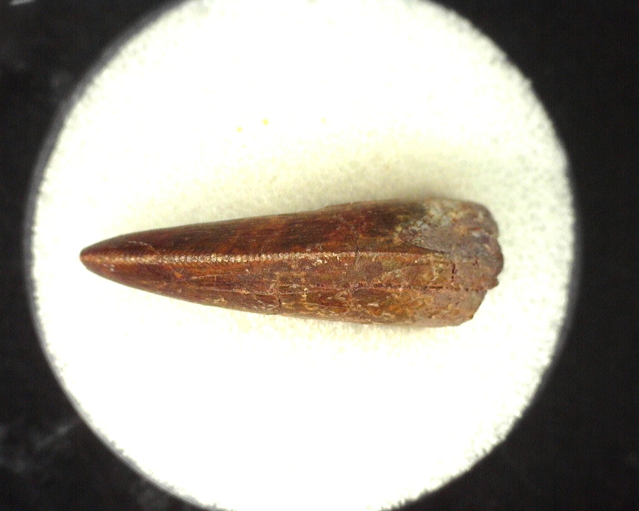 Carcharodontosaurus Dinosaur Tooth #47 | Fossils for Sale