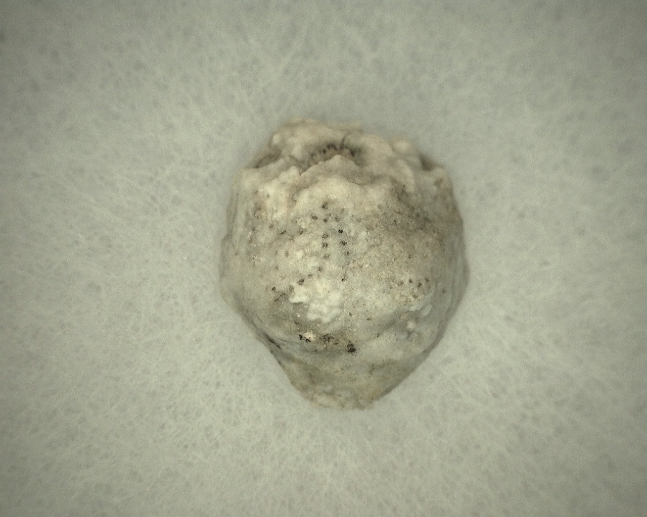 Caryocrinites Cystoid #9 | Fossils for Sale