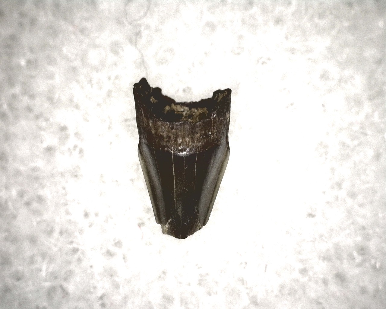 Champsosaurus Reptile Tooth #22 | Fossils for Sale