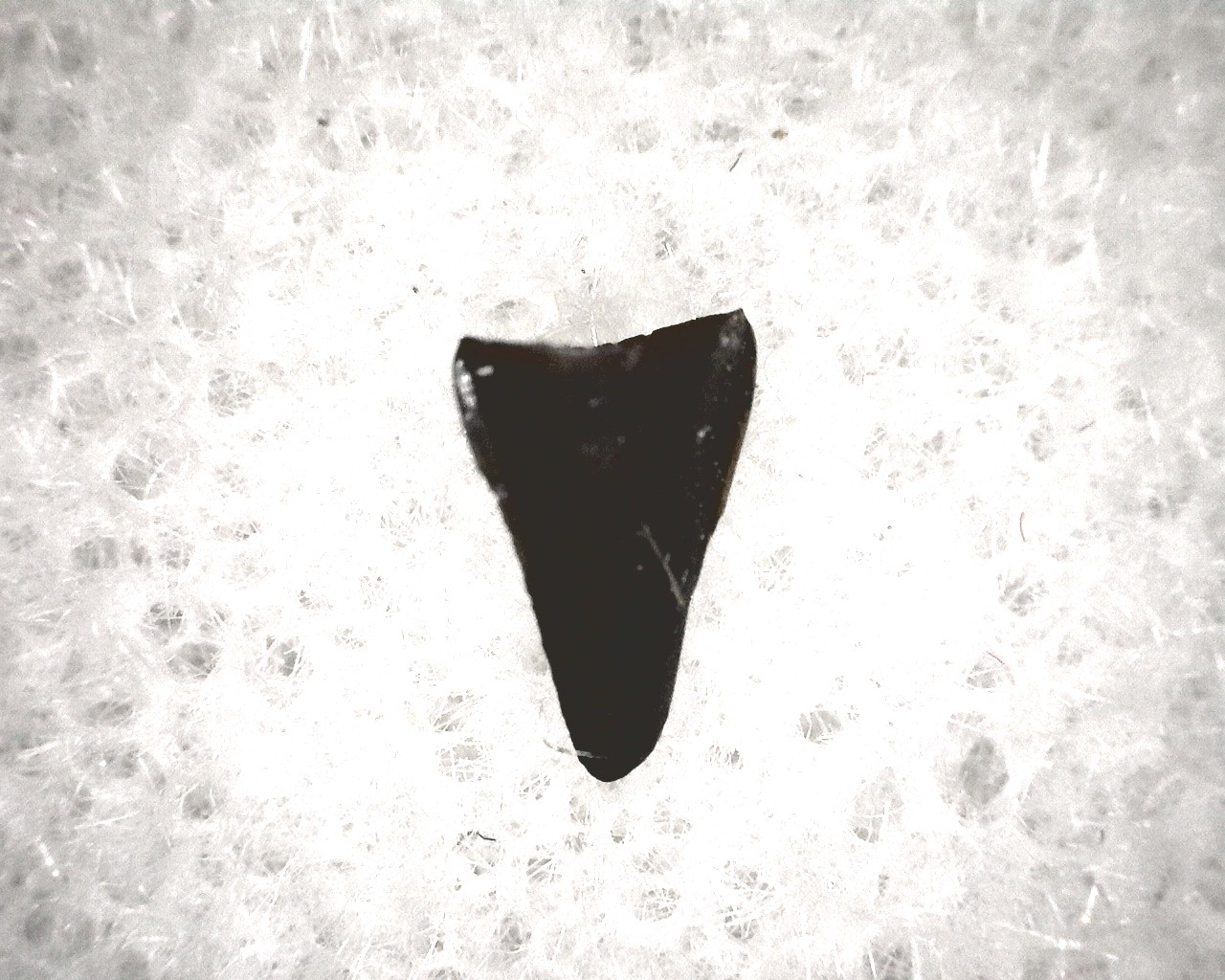 Champsosaurus Reptile Tooth #25 | Fossils for Sale