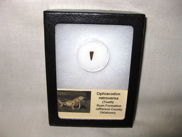 Champsosaurus Reptile Tooth #45 | Fossils for Sale