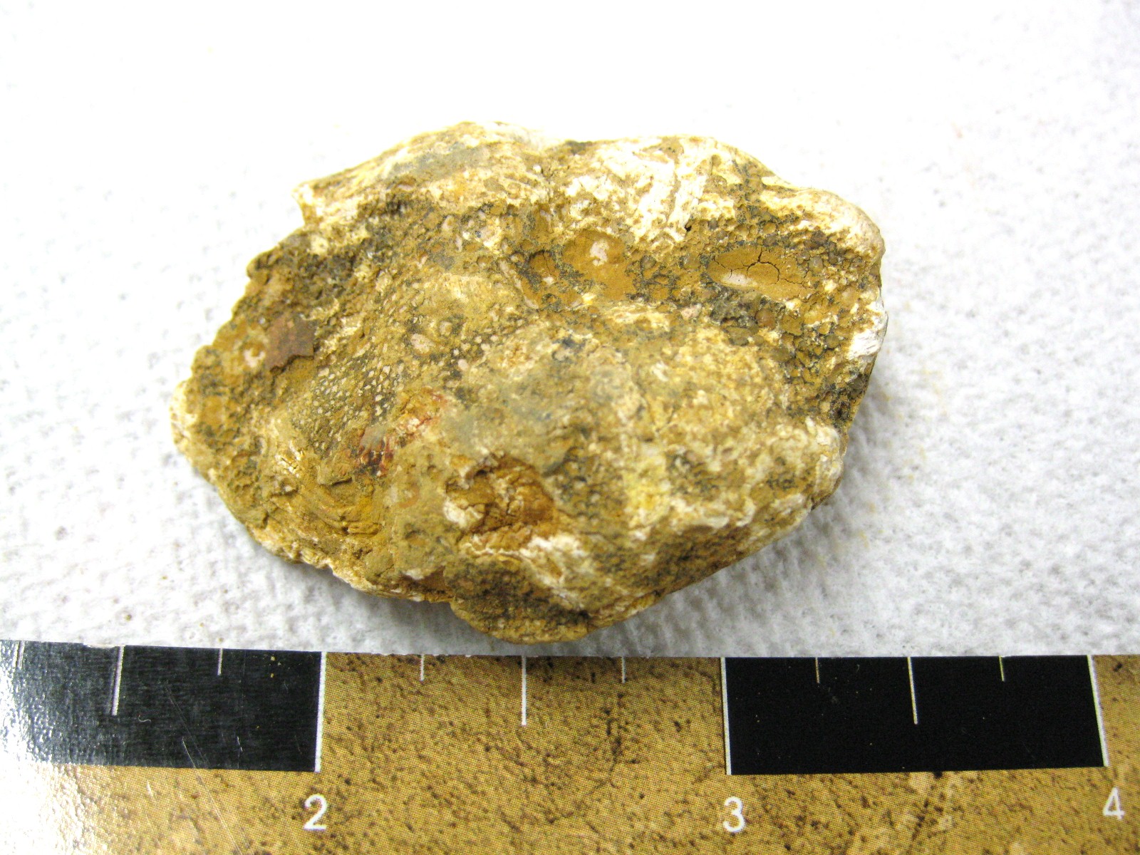 Cretaceous Fish or Shark Coprolite #12 | Fossils for Sale
