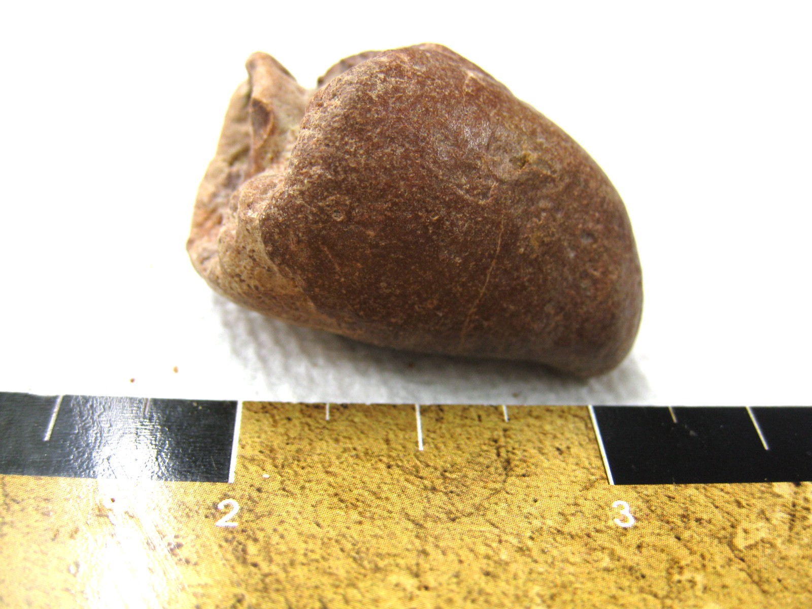 Cretaceous Fish or Shark Coprolite #15 | Fossils for Sale