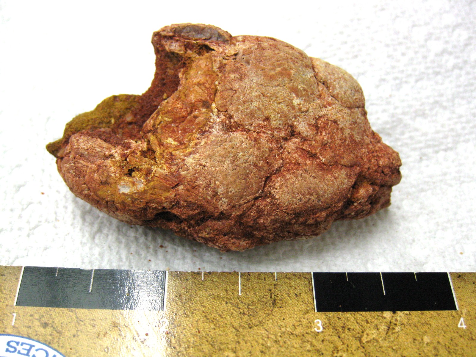 Cretaceous Fish or Shark Coprolite #20 | Fossils for Sale