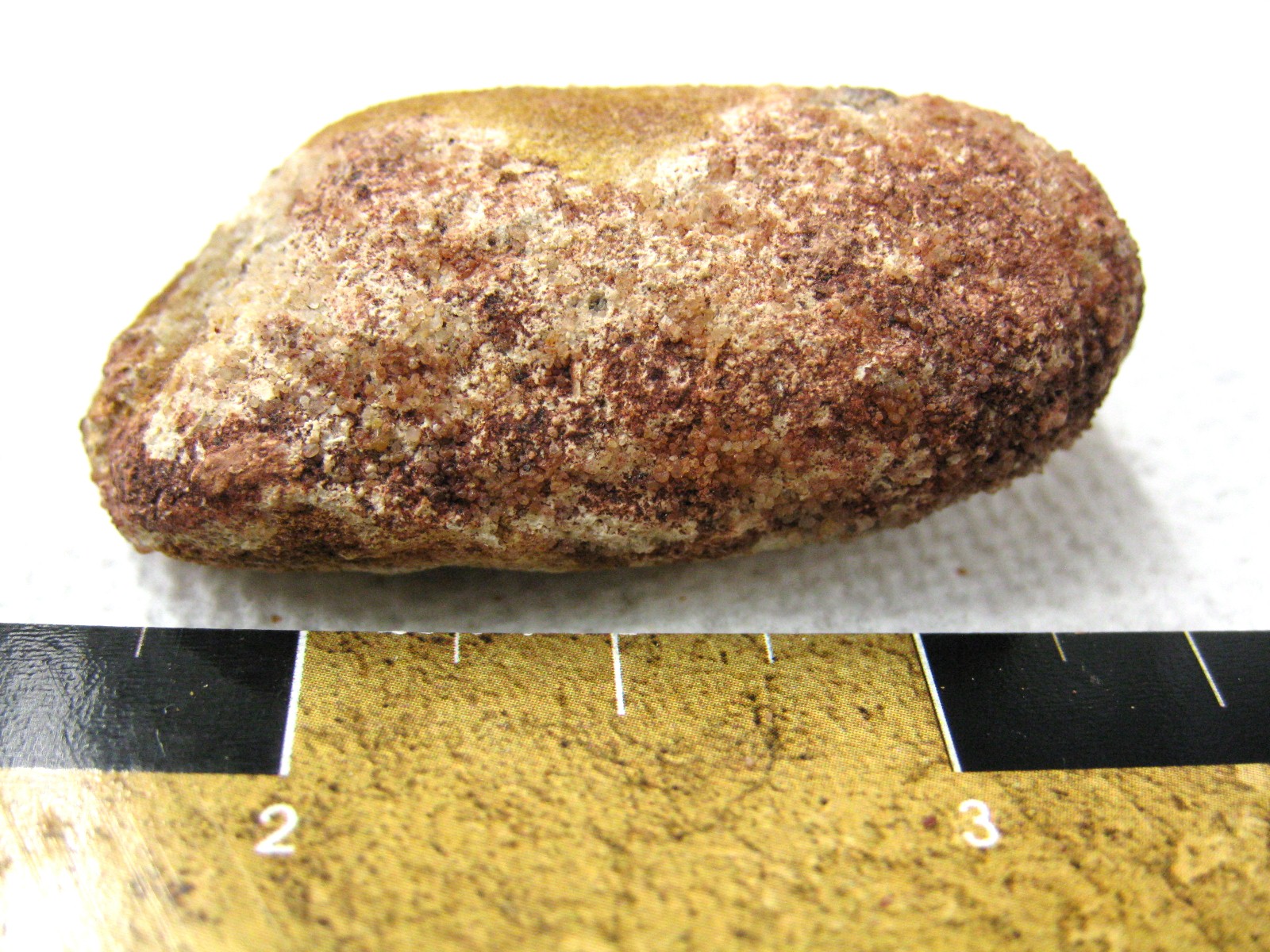 Cretaceous Fish or Shark Coprolite #4 | Fossils for Sale