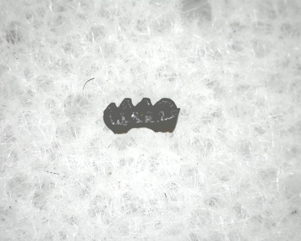 Cretaceous Mammal Tooth #62 | Fossils for Sale