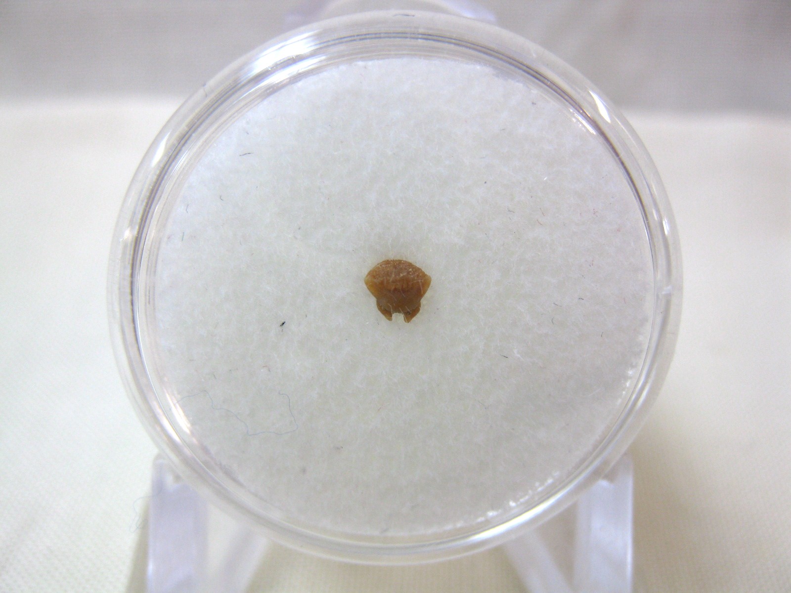 Dasyatis ‘Ray Tooth #3 | Fossils for Sale