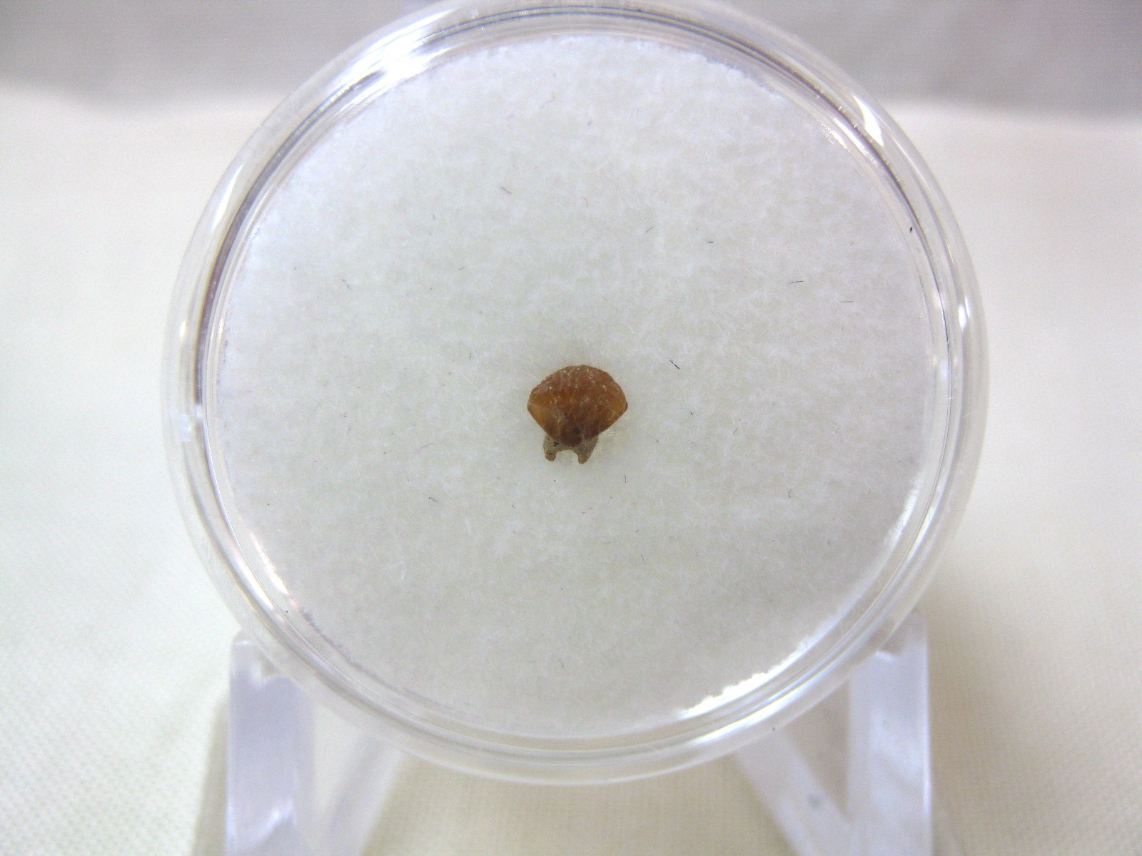 Dasyatis ‘Ray Tooth #30 | Fossils for Sale