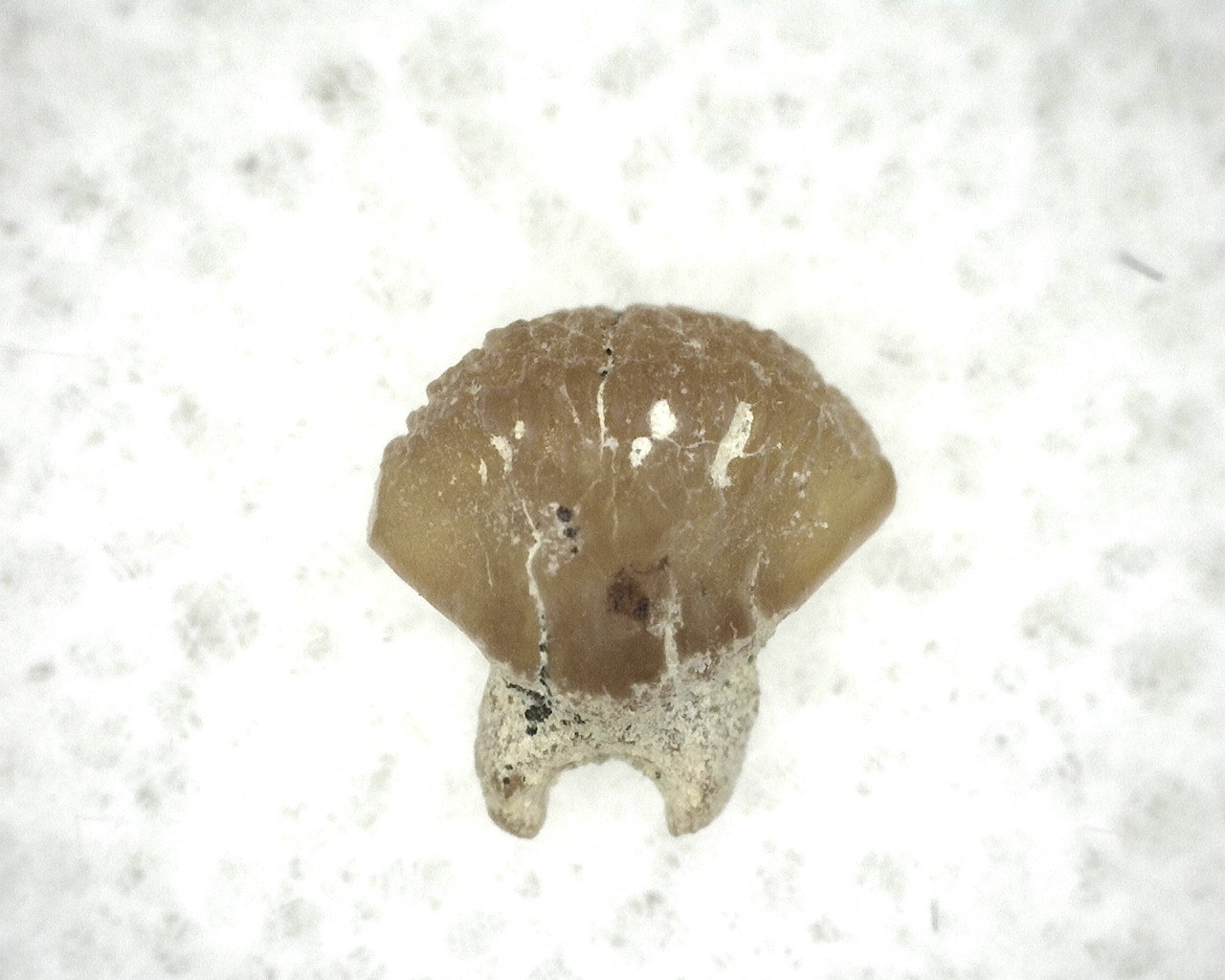 Dasyatis ‘Ray Tooth #30 | Fossils for Sale