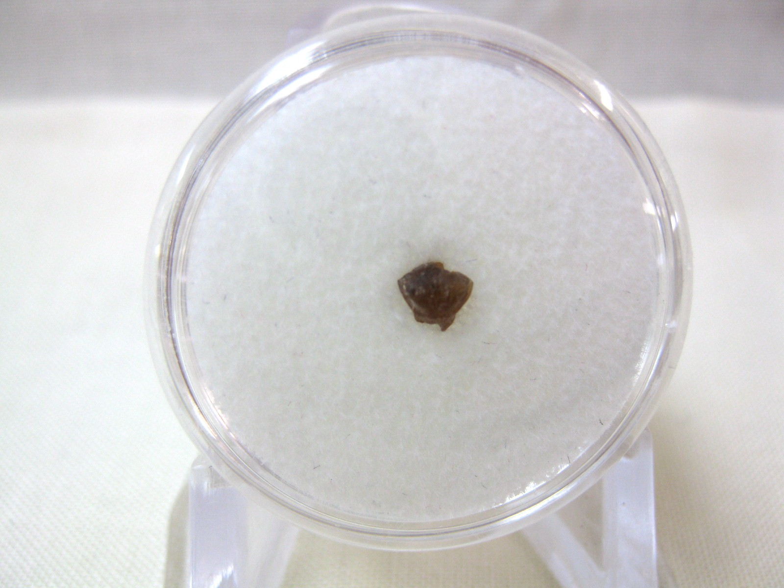 Dasyatis ‘Ray Tooth #6 | Fossils for Sale