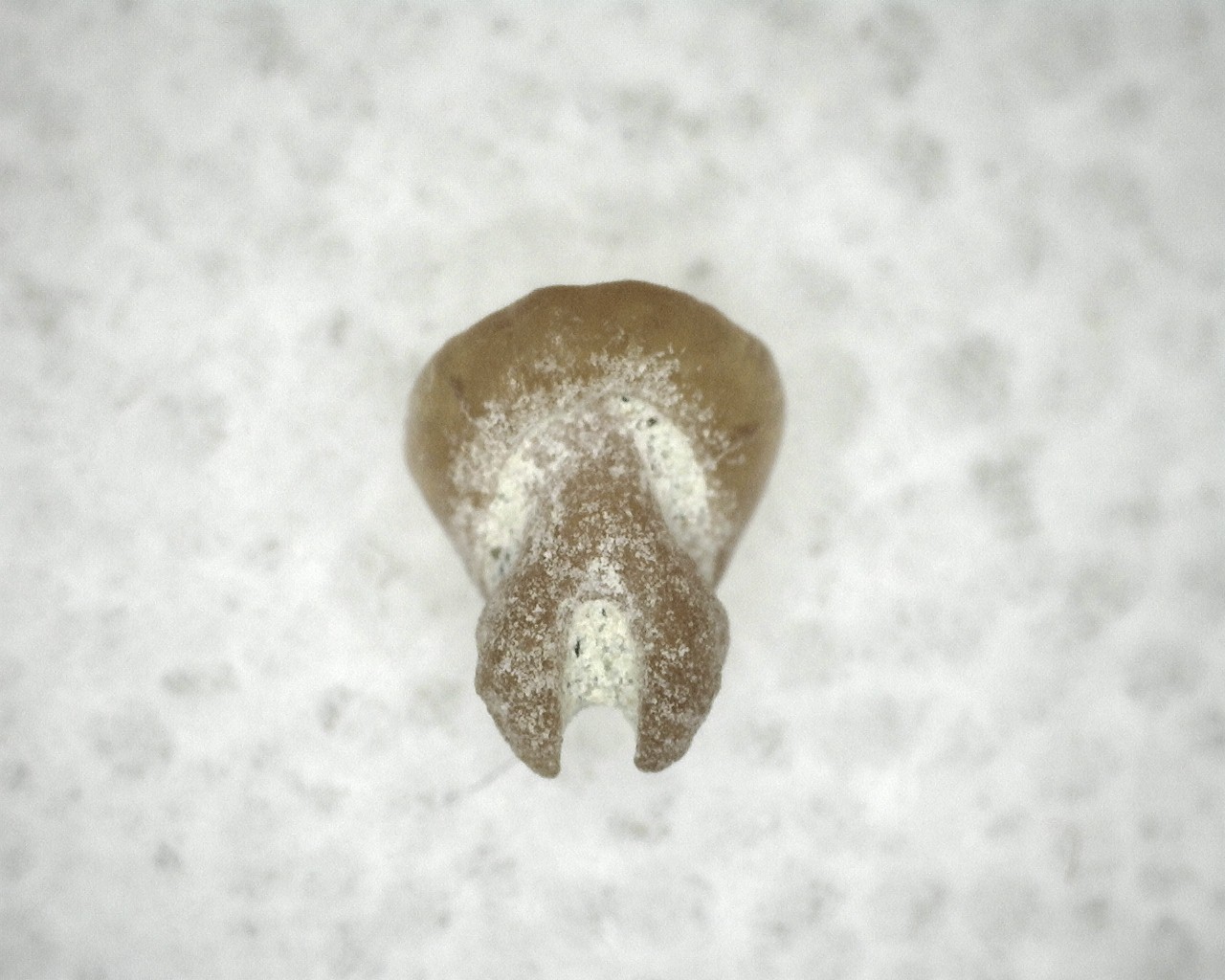 Dasyatis ‘Ray Tooth #9 | Fossils for Sale