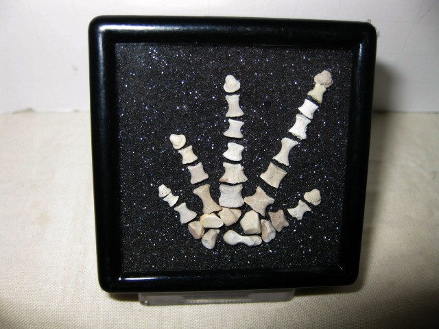 Diadectid Foot #2 | Fossils for Sale