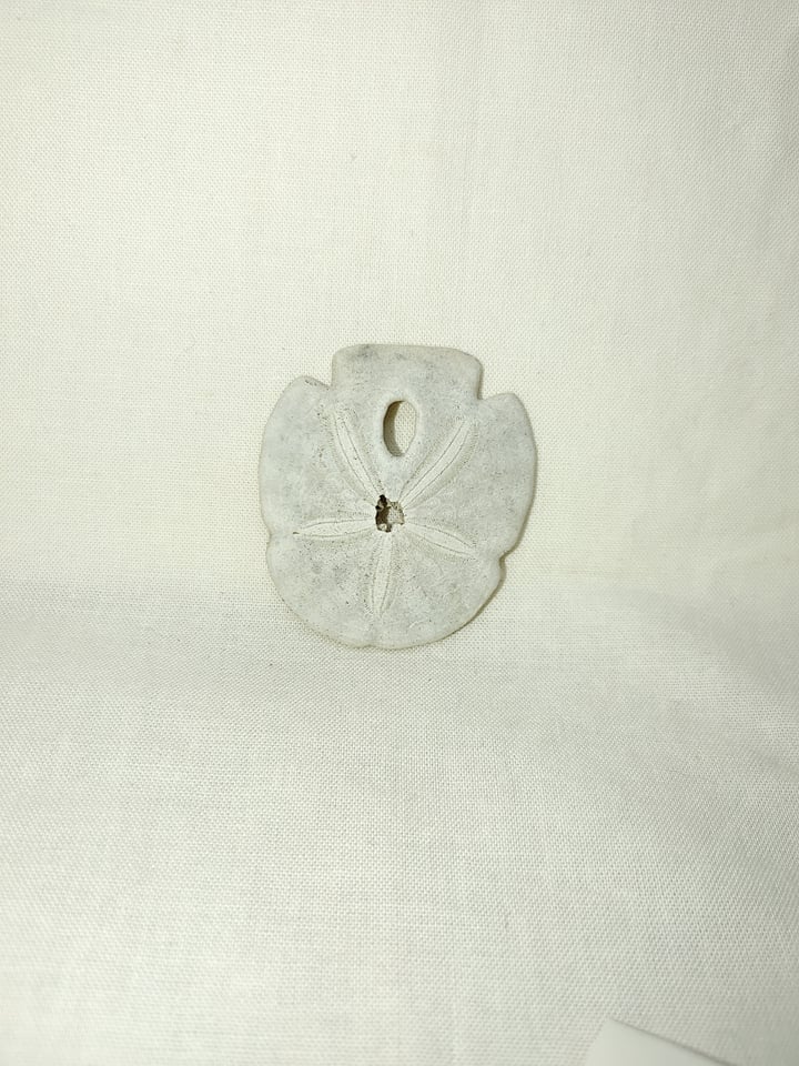 Encope tamiamiensis #11 | Fossils for Sale