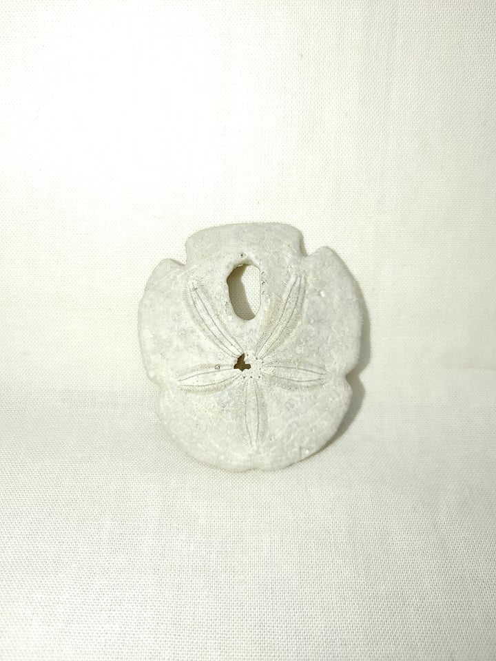 Encope tamiamiensis #2 | Fossils for Sale