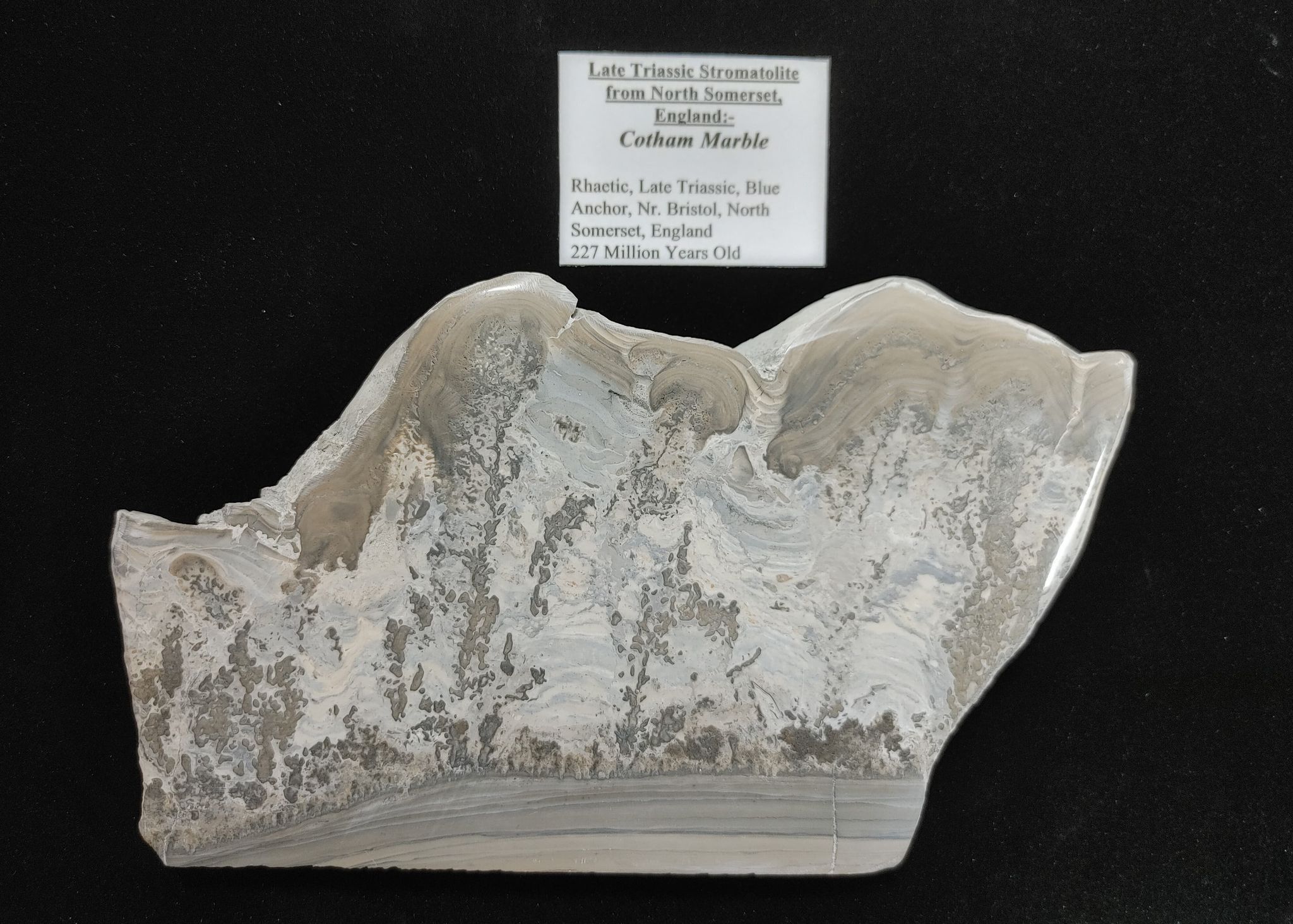 England Cotham Marble Stromatolite #20 | Fossils for Sale