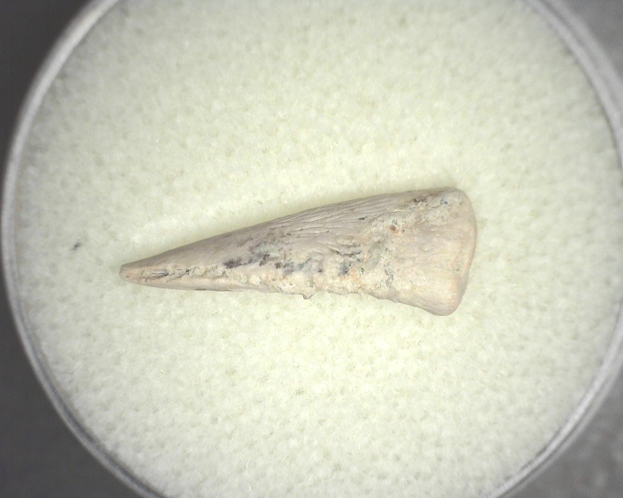 Eryops Permian Amphibian Claw #3 | Fossils for Sale