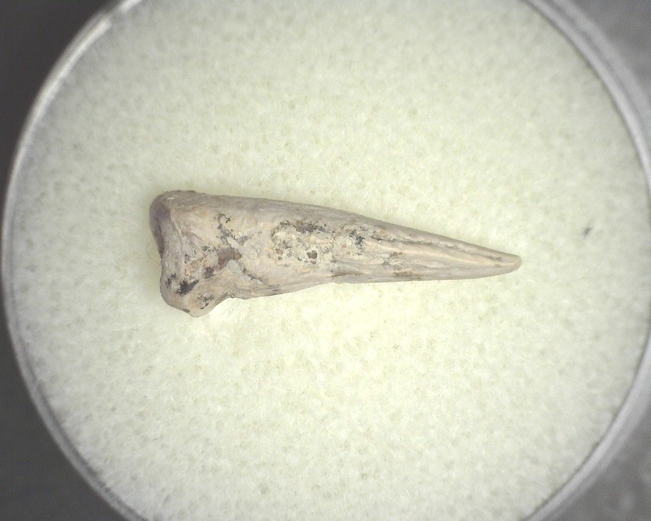 Eryops Permian Amphibian Claw #3 | Fossils for Sale