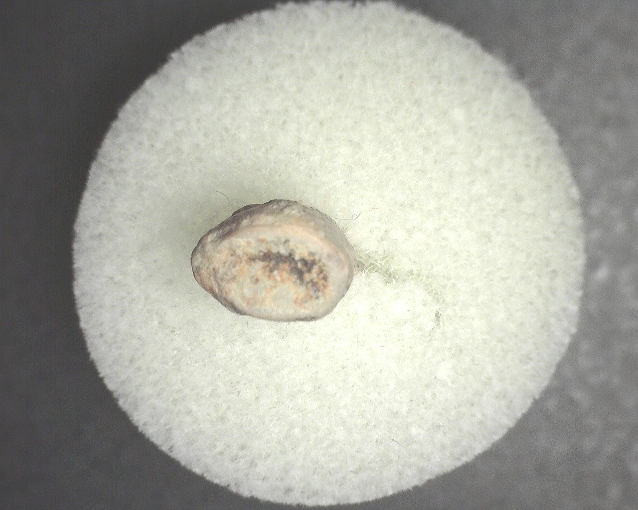 Eryops Permian Amphibian Claw #3 | Fossils for Sale