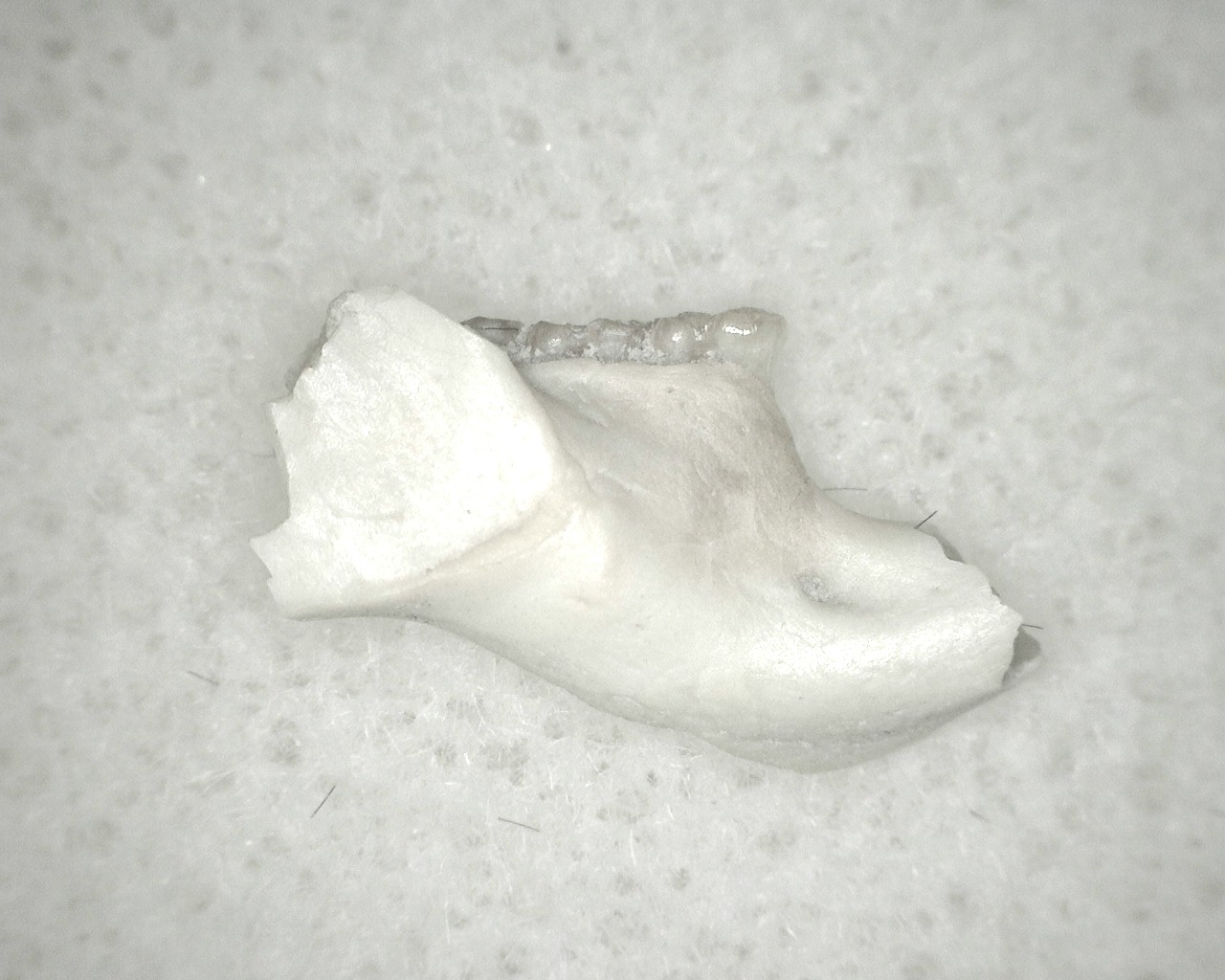 Eumys elegans Rodent Jaw Section #13 | Fossils for Sale