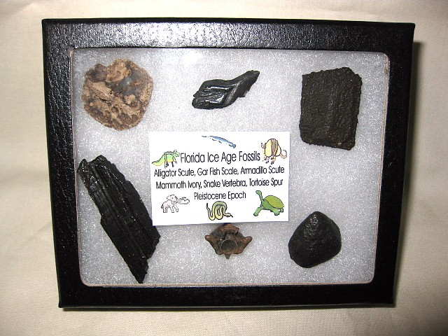 Florida Ice Age Collection #15 | Fossils for Sale