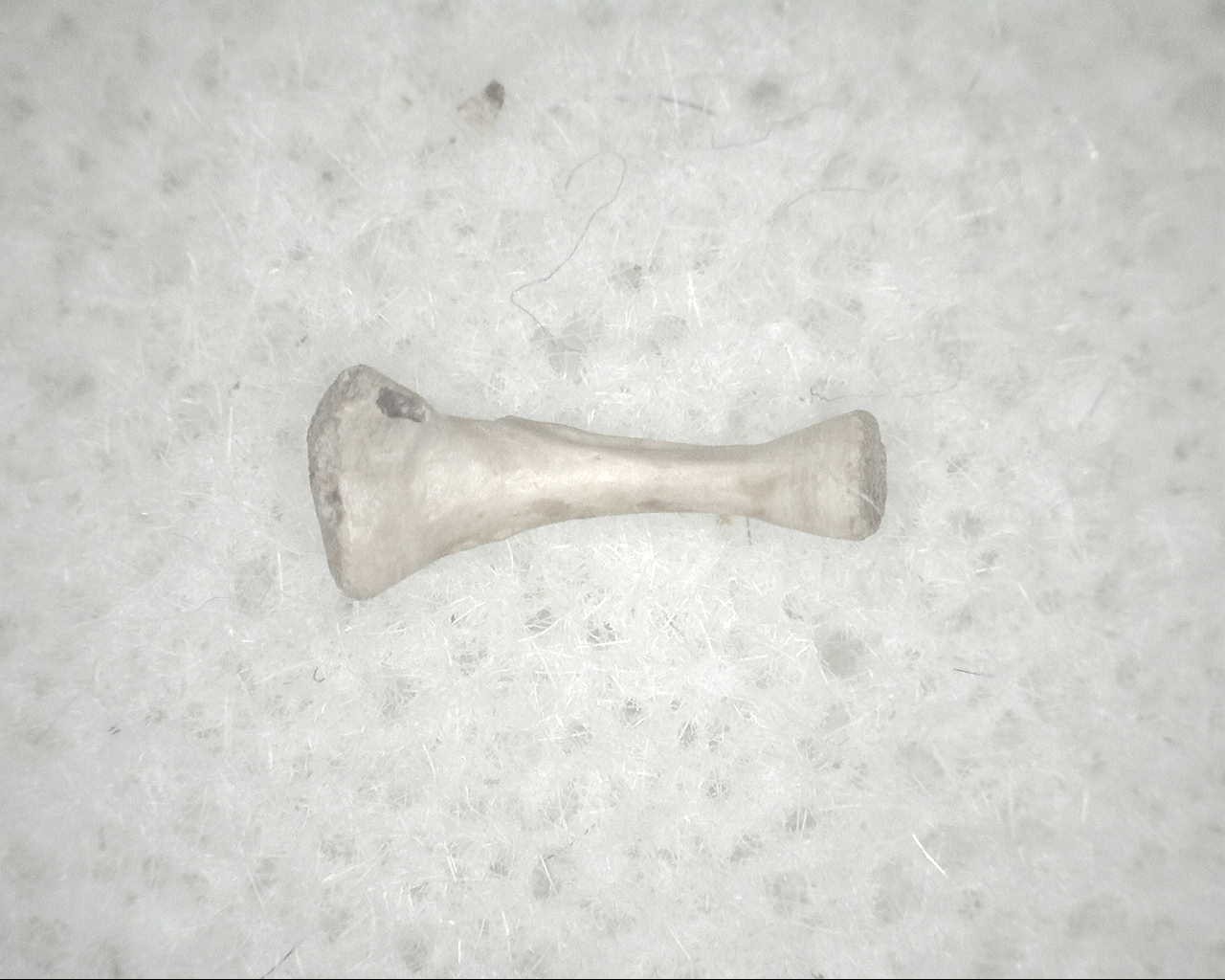 Florida Ice Age Mammal Bone #7 | Fossils for Sale