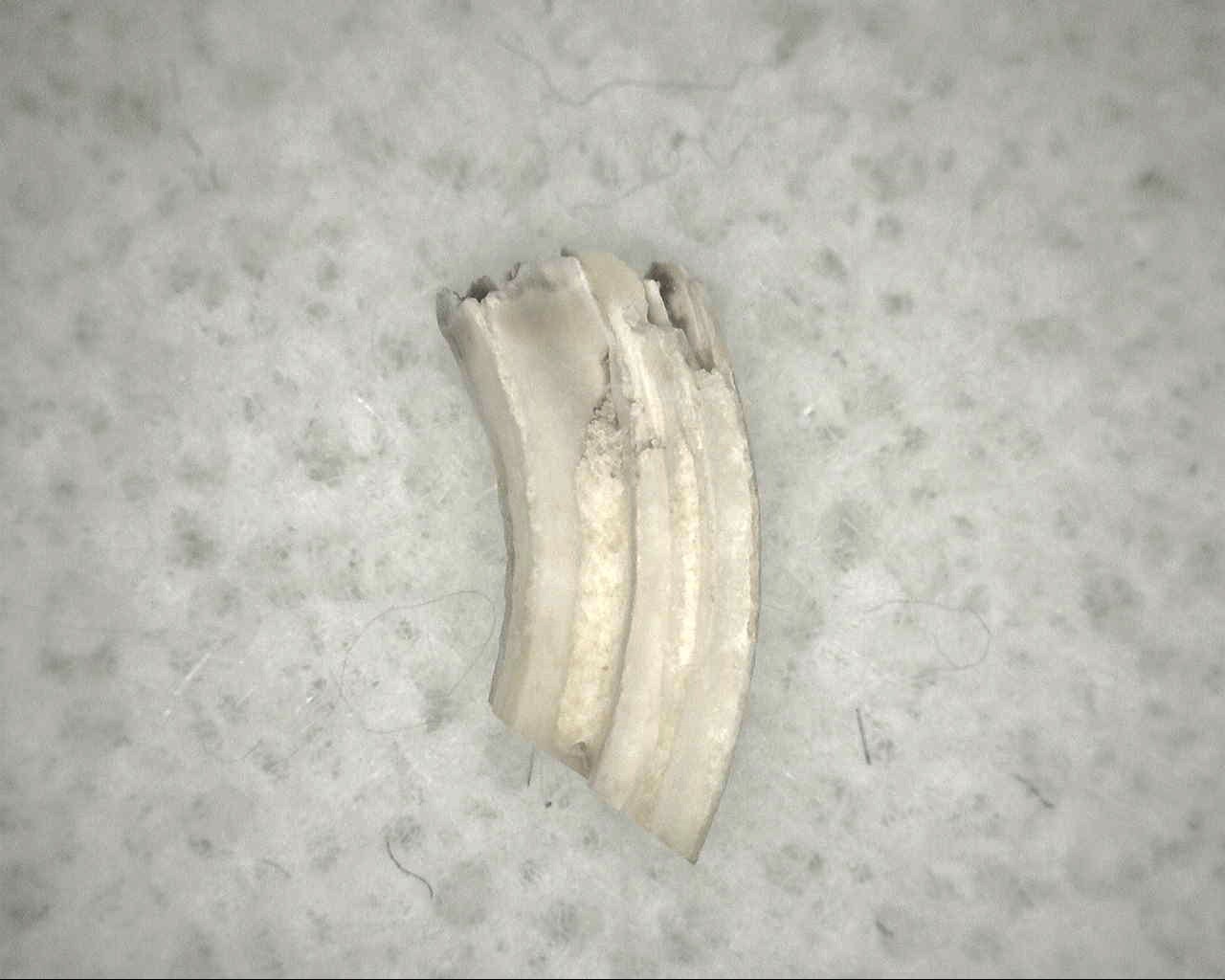 Florida Ice Age Muskrat Tooth #1 | Fossils for Sale