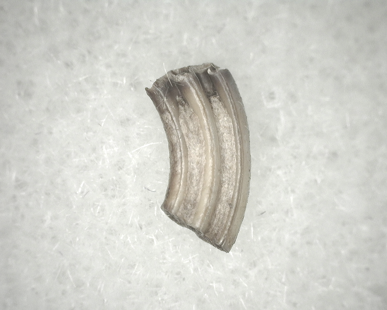 Florida Ice Age Muskrat Tooth #11 | Fossils for Sale