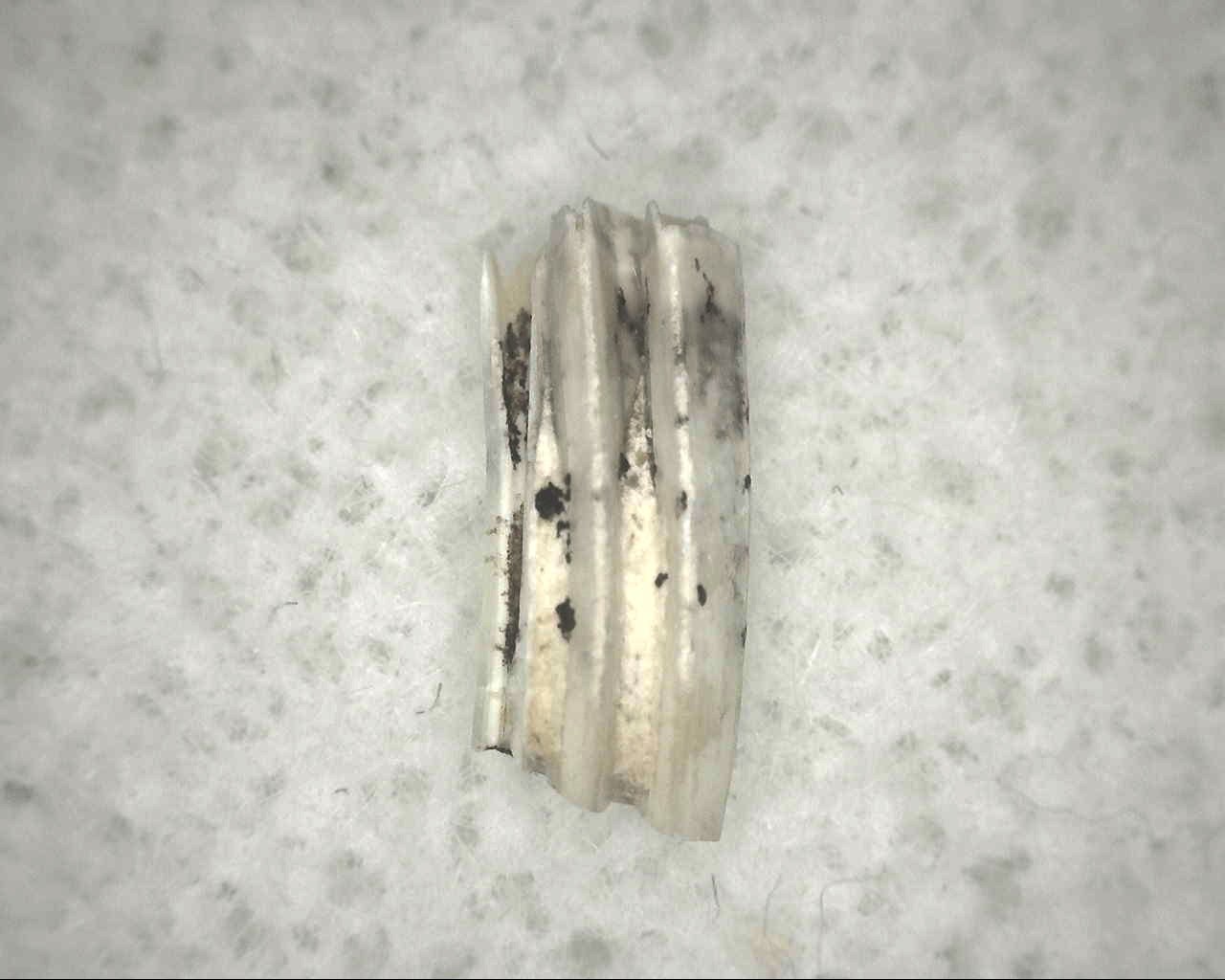 Florida Ice Age Muskrat Tooth #2 | Fossils for Sale