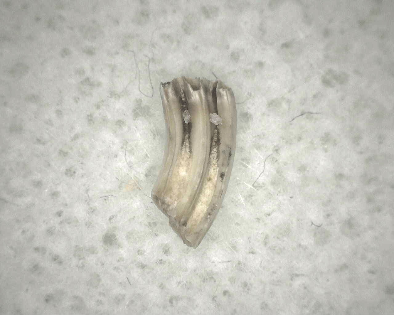 Florida Ice Age Muskrat Tooth #5 | Fossils for Sale