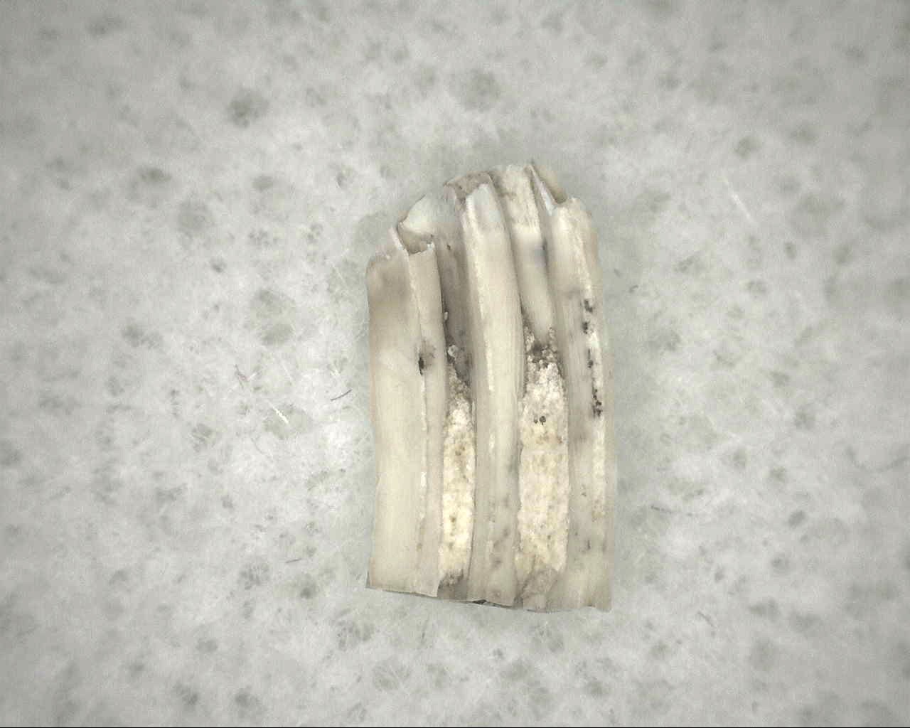 Florida Ice Age Muskrat Tooth #6 | Fossils for Sale