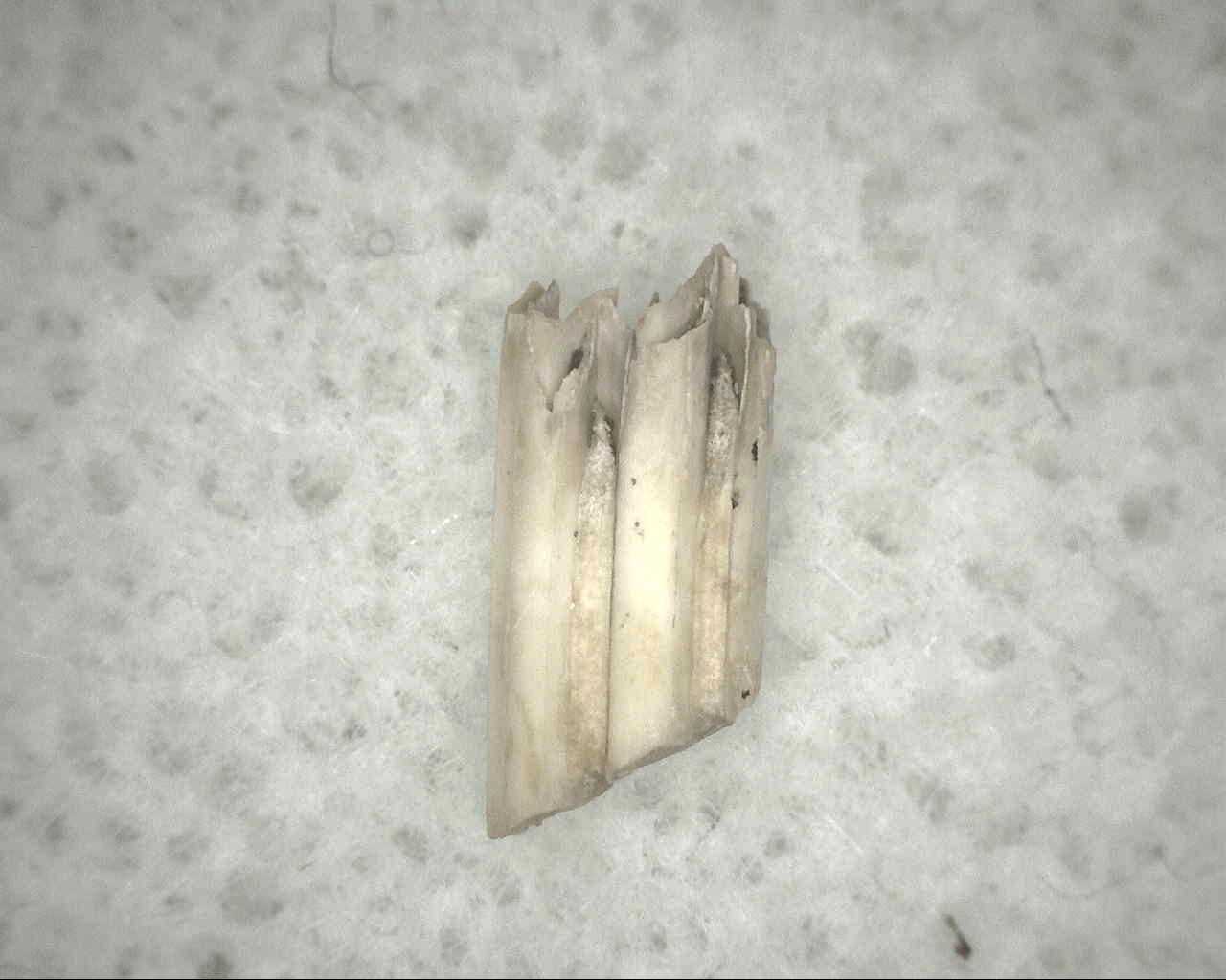 Florida Ice Age Muskrat Tooth #9 | Fossils for Sale