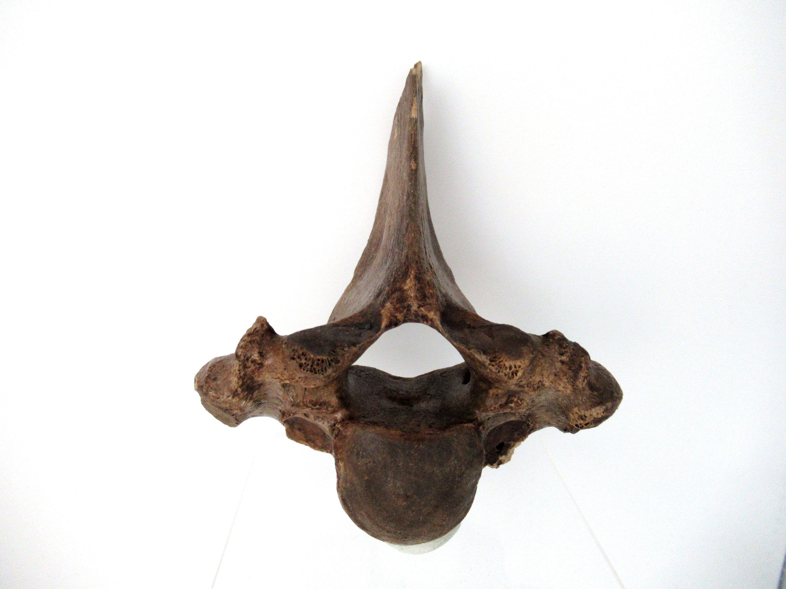 Florida Ice Age Tapir Vertebrae #1 | Fossils for Sale